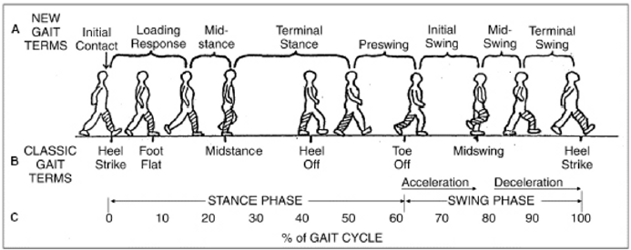 HIP EXTENSION – an accessory exercise – Ab-Sutra Wellness and Fitness